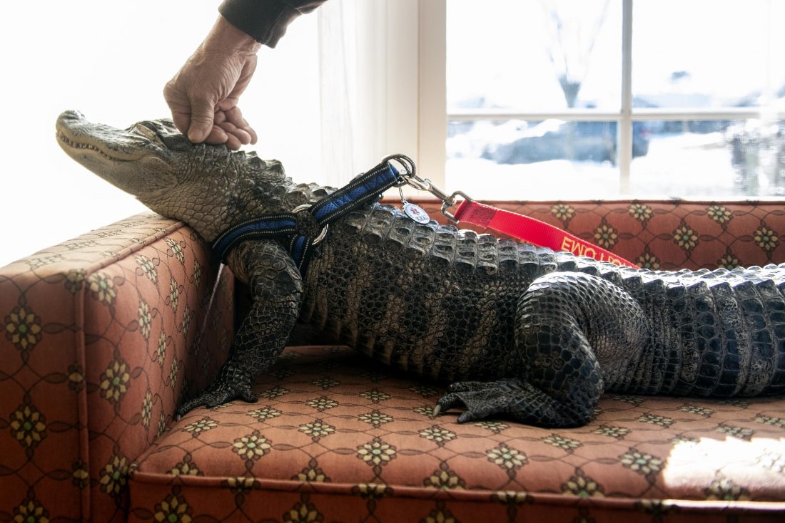 Man says emotional support alligator helps his depression | News ...